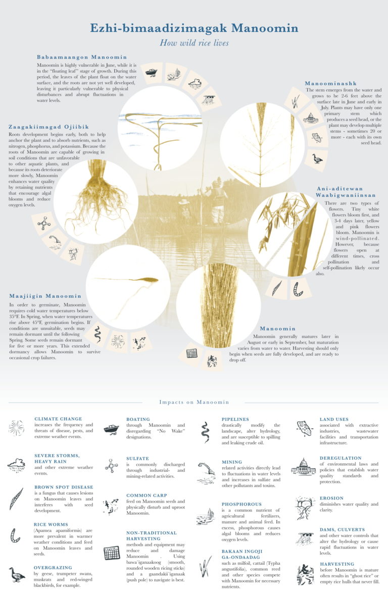Graphics – Manoomin Education and Outreach Project