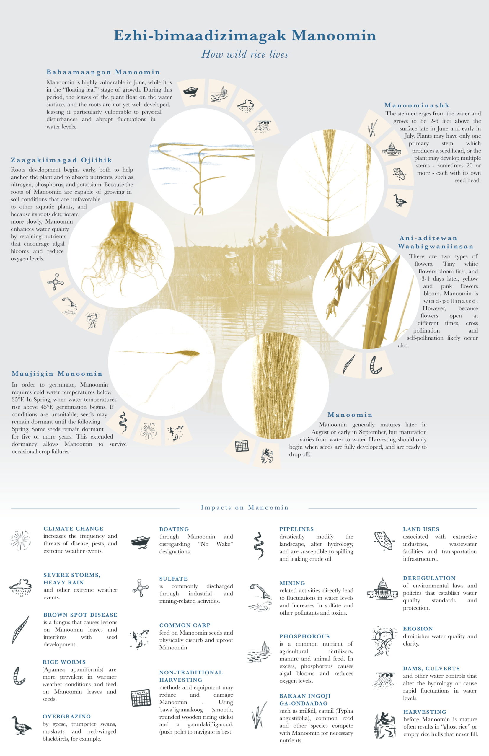 Graphics – Manoomin Education and Outreach Project