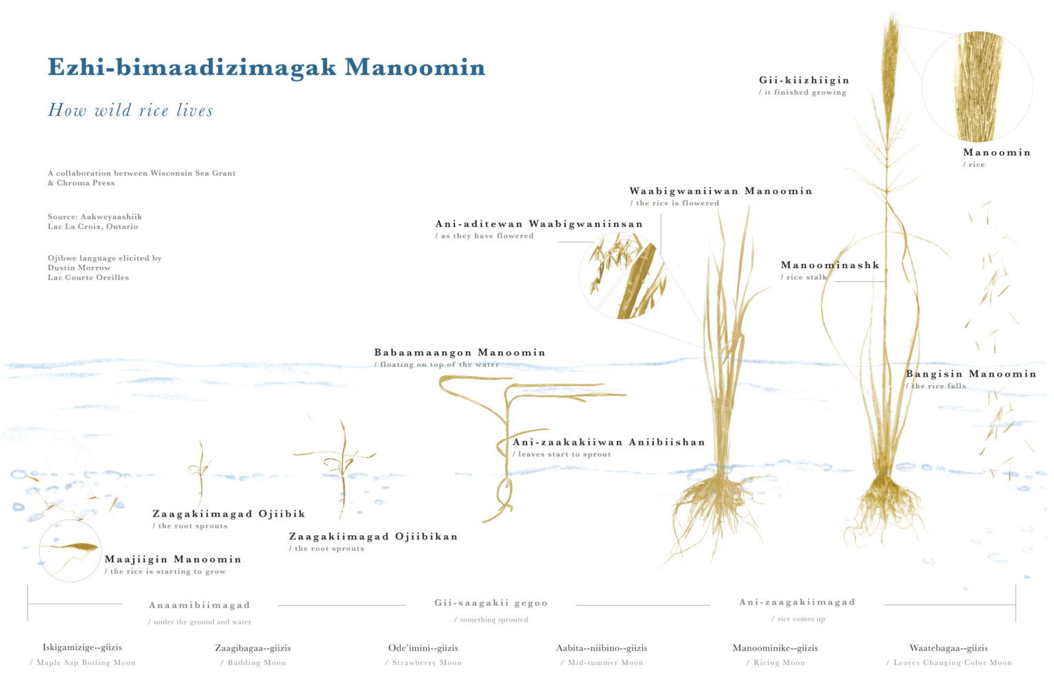 Graphics – Manoomin Education and Outreach Project